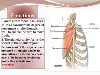 L1-Bones of upper limb.pptx Pectoral girdle, arm,forearm and hand | PPTX