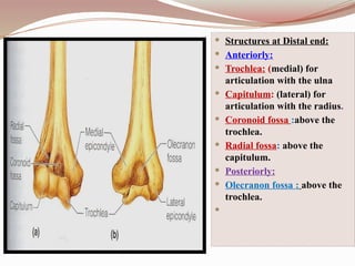 L1-Bones of upper limb.pptx Pectoral girdle, arm,forearm and hand | PPTX