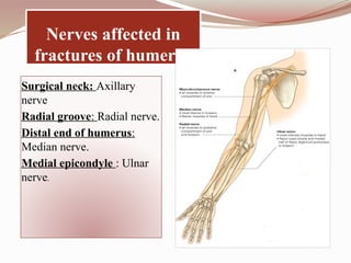 L1-Bones of upper limb.pptx Pectoral girdle, arm,forearm and hand | PPTX