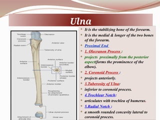 L1-Bones of upper limb.pptx Pectoral girdle, arm,forearm and hand | PPTX