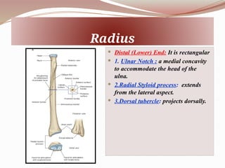 L1-Bones of upper limb.pptx Pectoral girdle, arm,forearm and hand | PPTX