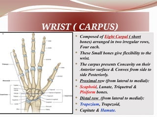 L1-Bones of upper limb.pptx Pectoral girdle, arm,forearm and hand | PPTX