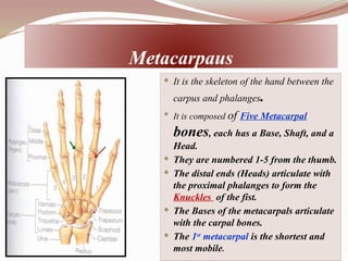 L1-Bones of upper limb.pptx Pectoral girdle, arm,forearm and hand | PPTX