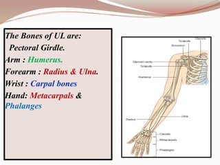 L1-Bones of upper limb.pptx Pectoral girdle, arm,forearm and hand | PPTX