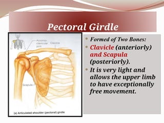 L1-Bones of upper limb.pptx Pectoral girdle, arm,forearm and hand | PPTX