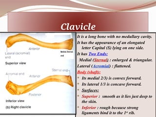 L1-Bones of upper limb.pptx Pectoral girdle, arm,forearm and hand | PPTX