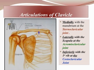 L1-Bones of upper limb.pptx Pectoral girdle, arm,forearm and hand | PPTX