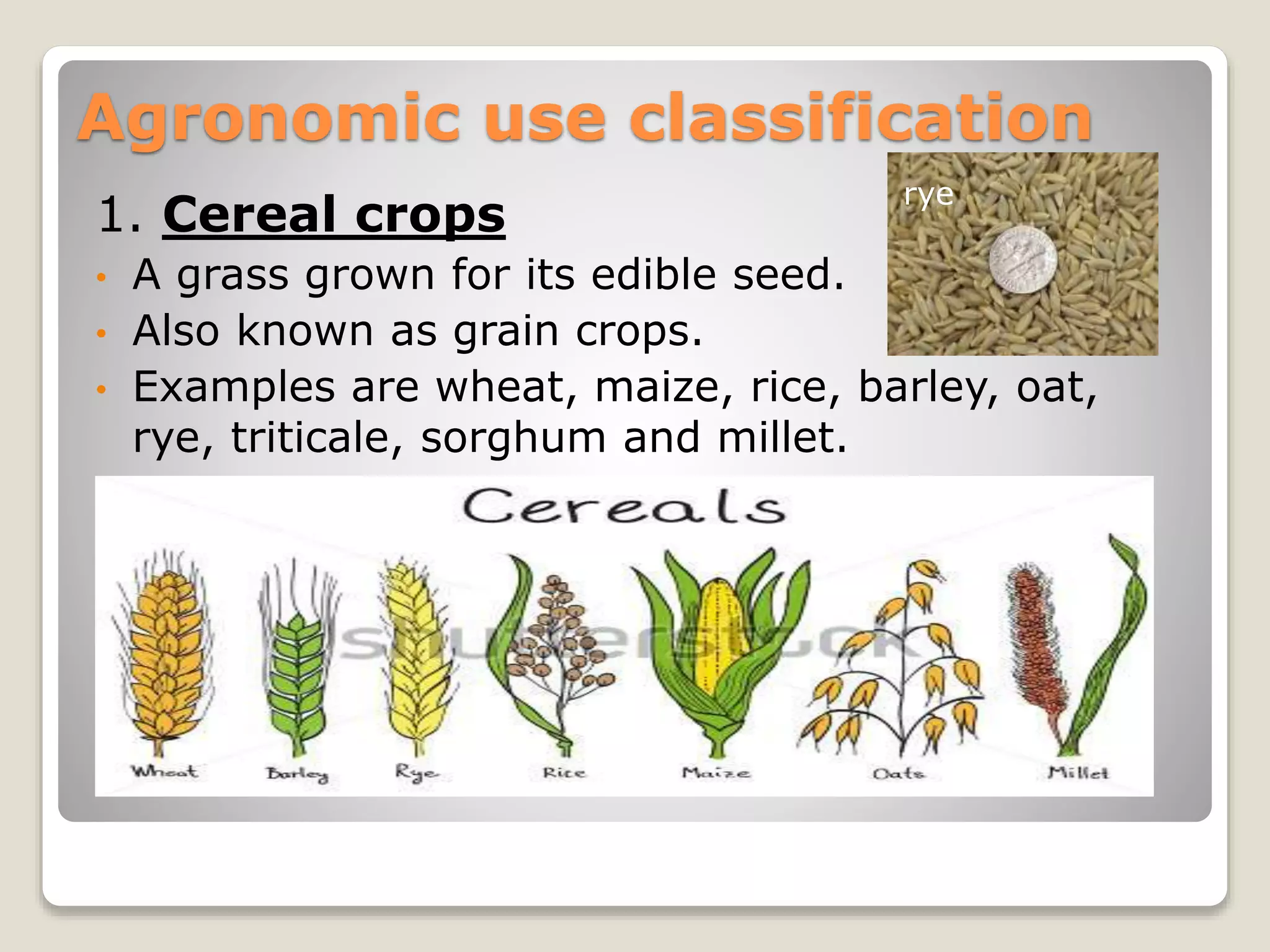 Classification of field crops | PPTX