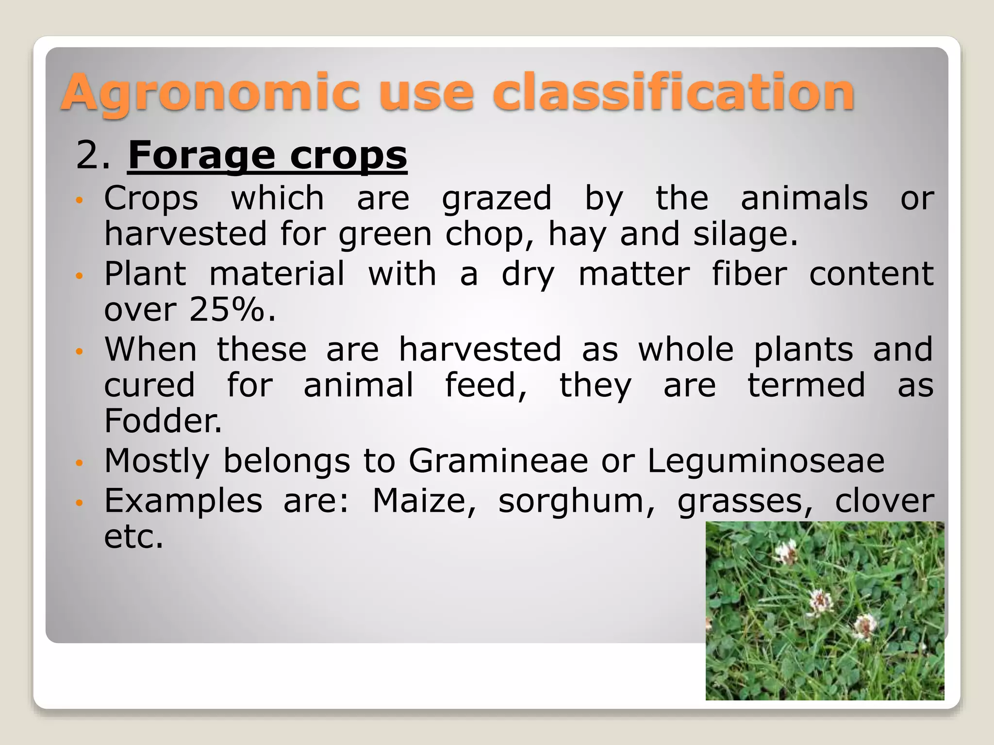 Classification of field crops | PPTX