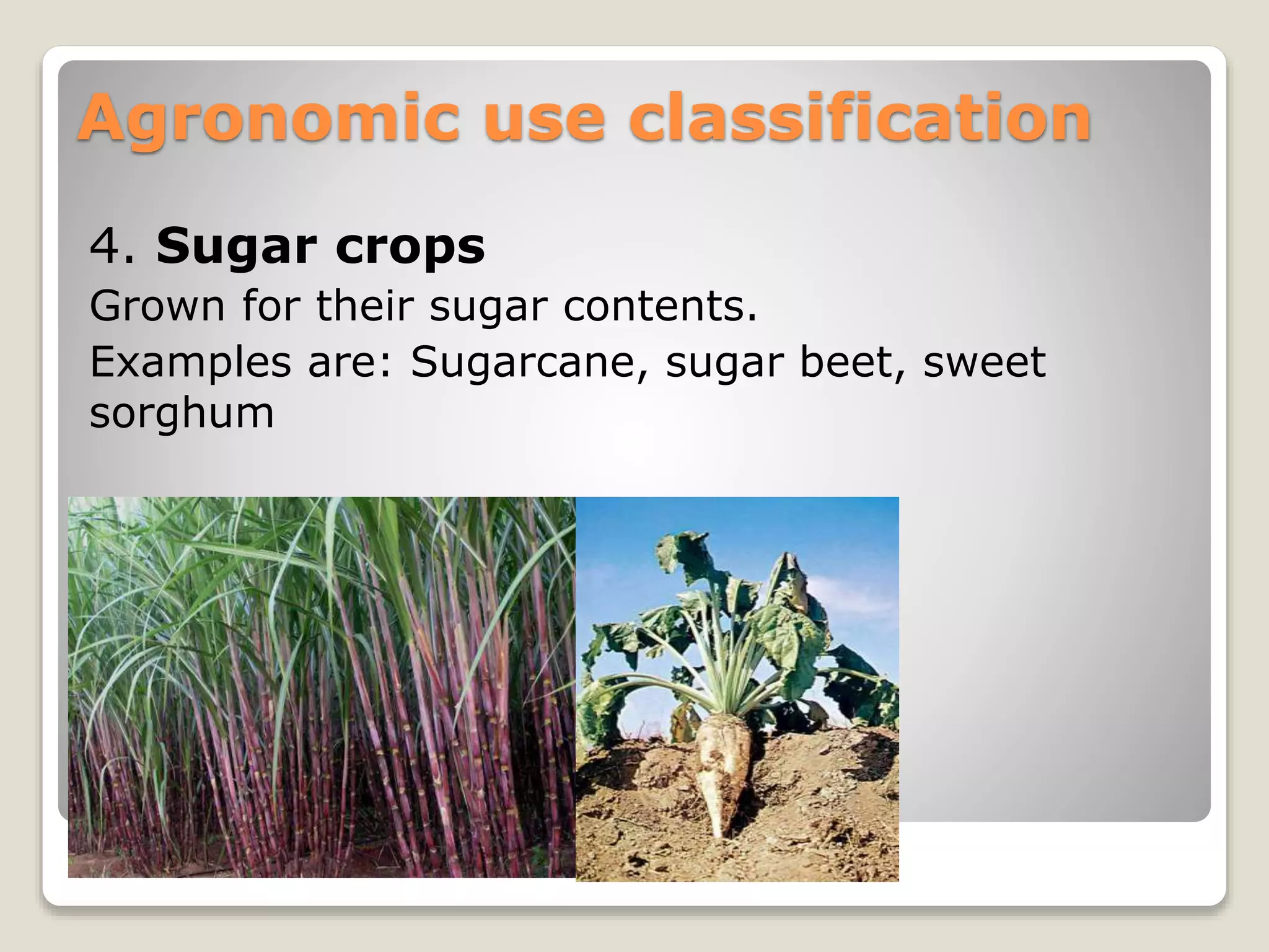 Classification of field crops | PPTX