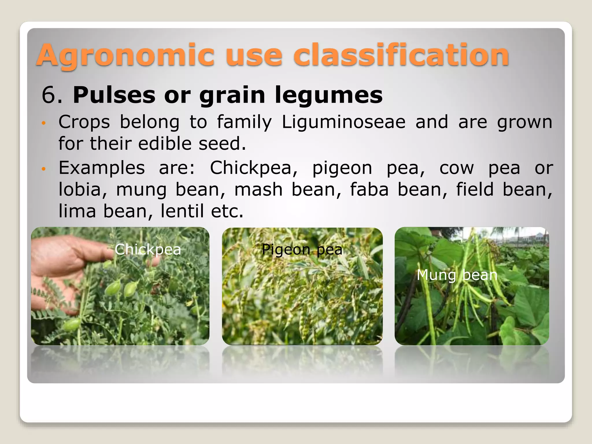 Classification of field crops | PPTX