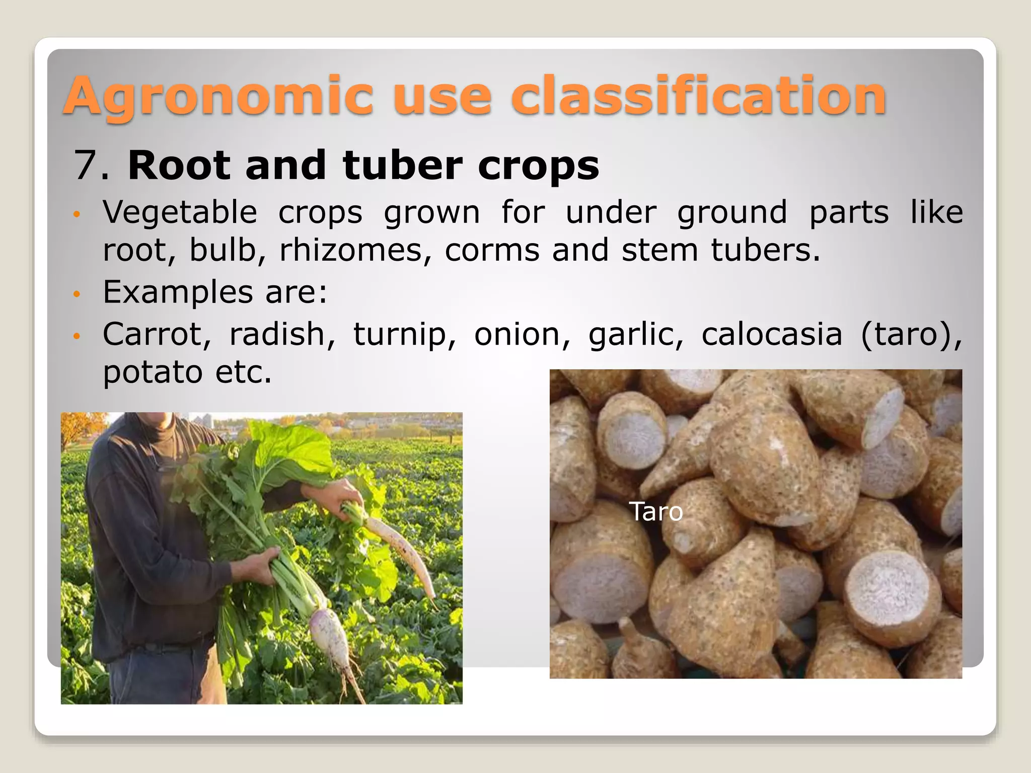 Classification of field crops | PPTX