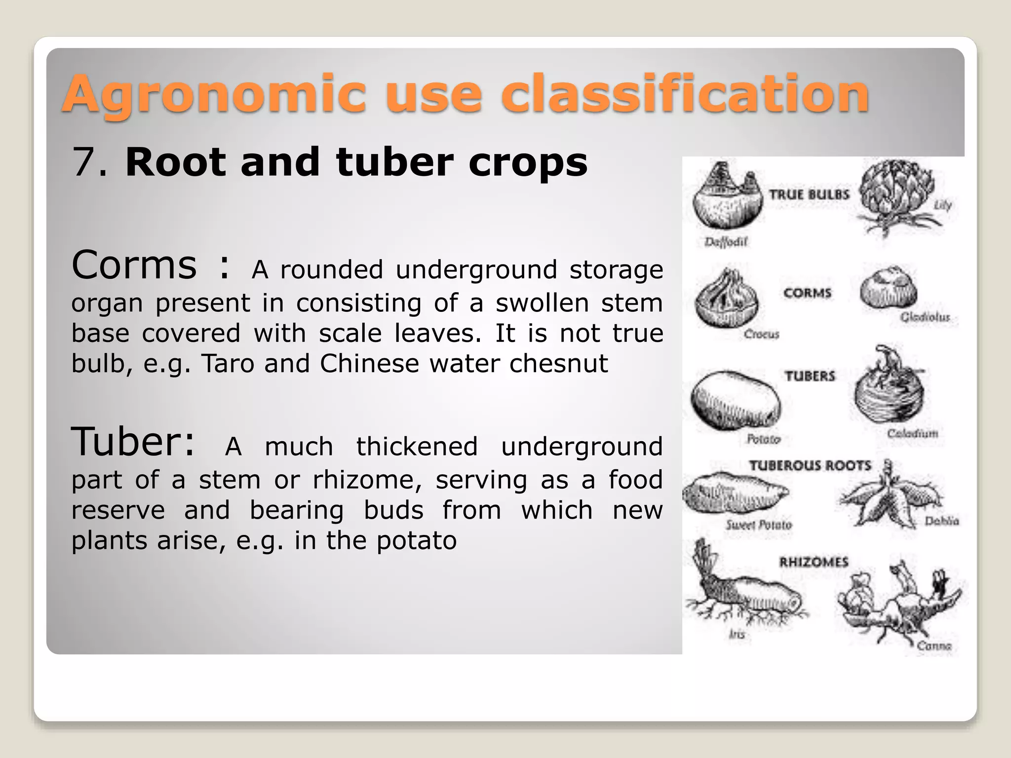 Classification of field crops | PPTX