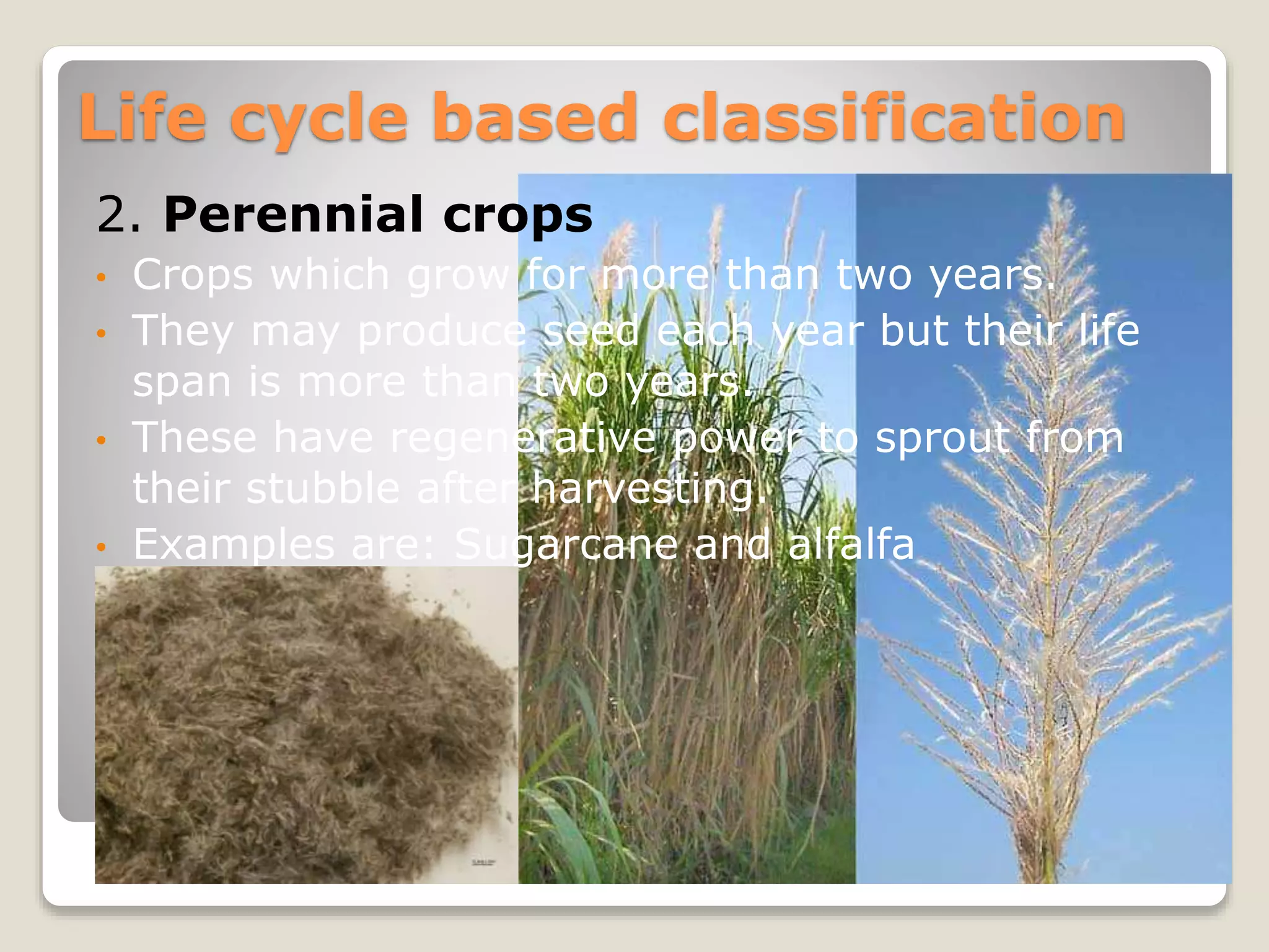 Classification of field crops | PPTX