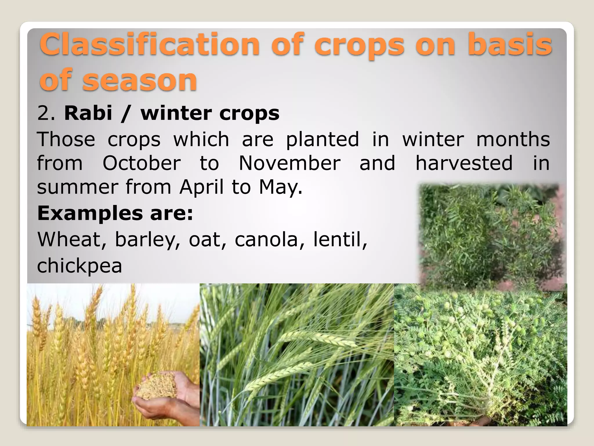 Classification of field crops | PPTX