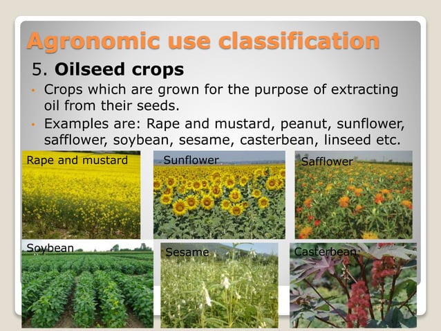 Classification of field crops | PPTX