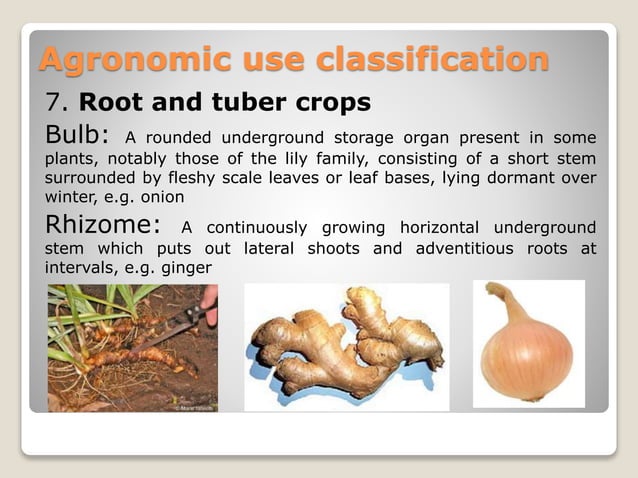 Classification of field crops | PPTX