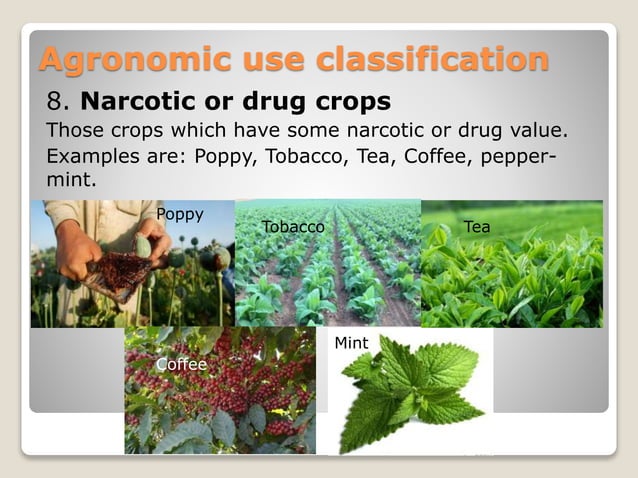 Classification of field crops | PPTX