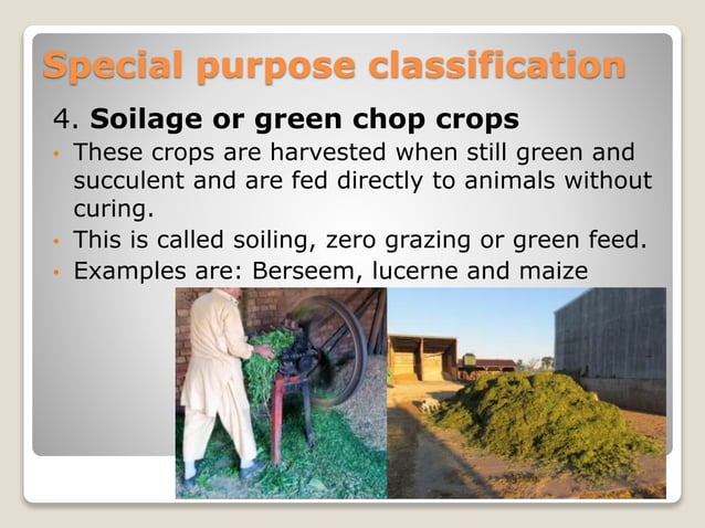 Classification of field crops | PPTX