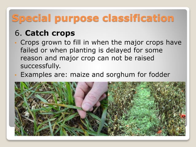 Classification of field crops | PPTX