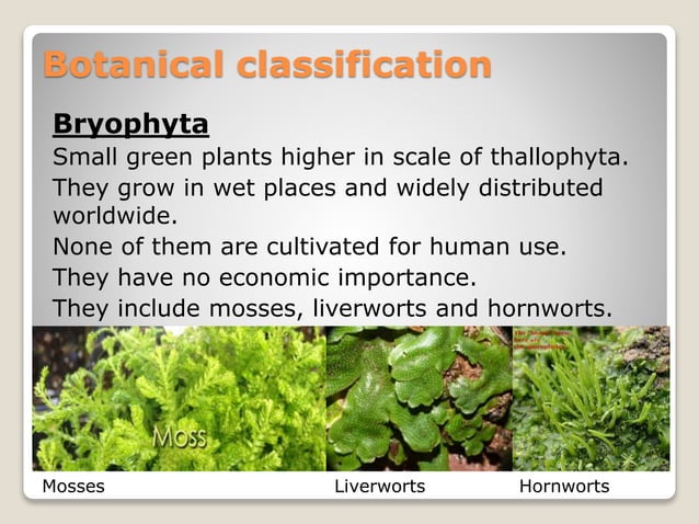 Classification of field crops | PPTX