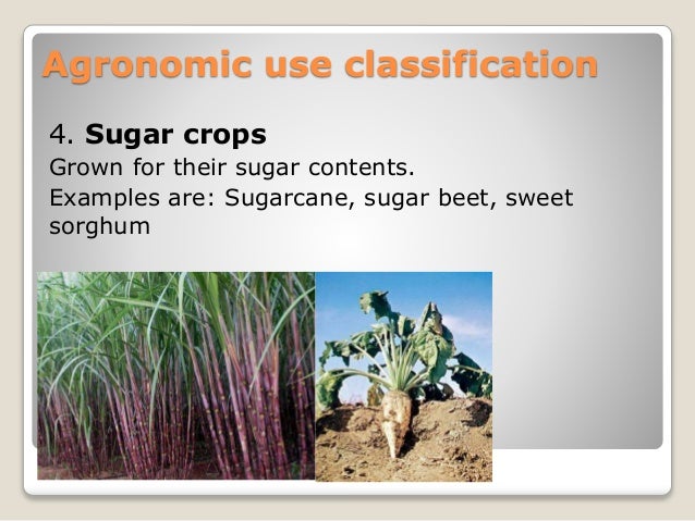 Classification of field crops