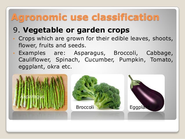 Classification of field crops