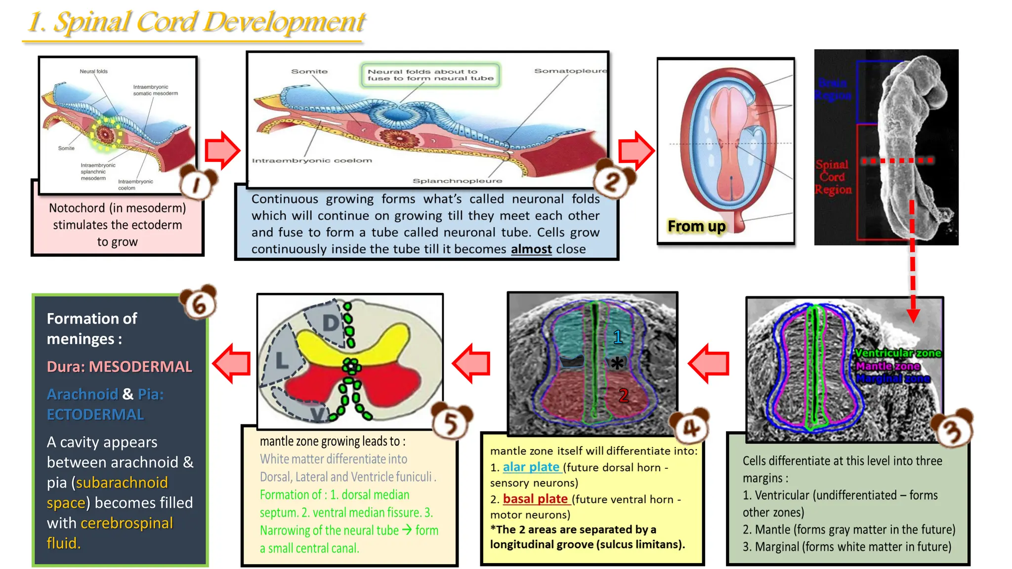 L1- Embryological development of the spinal cord and vertebral column.pdf