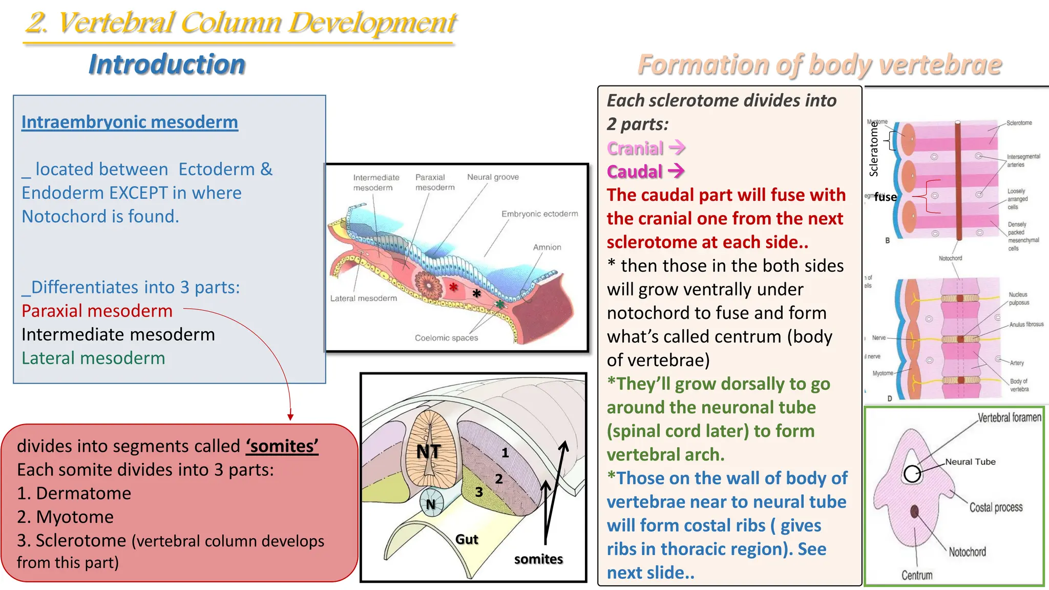 L1- Embryological development of the spinal cord and vertebral column.pdf