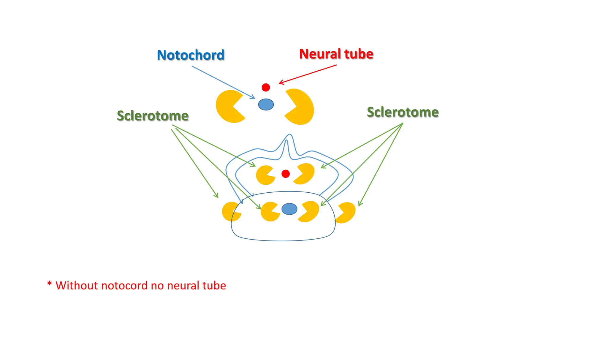 L1- Embryological development of the spinal cord and vertebral column.pdf