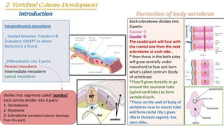 L1- Embryological development of the spinal cord and vertebral column.pdf