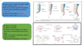 L1- Embryological development of the spinal cord and vertebral column.pdf