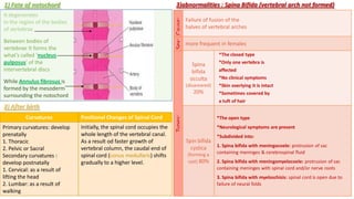 L1- Embryological development of the spinal cord and vertebral column.pdf