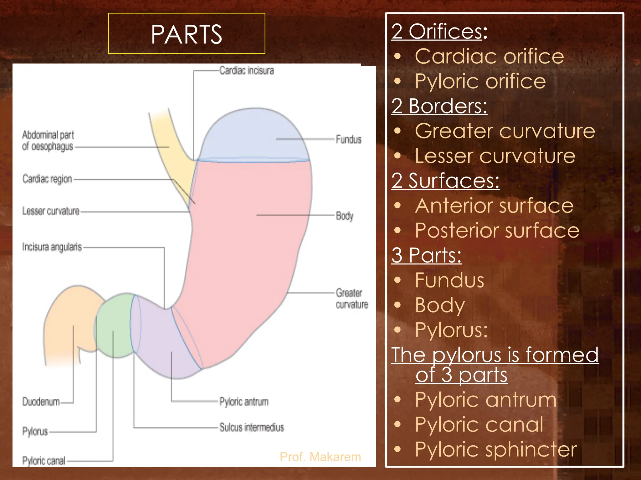 L1-GIT- Esophagus, stomach (11)546464.pdf | Thyroid Disorders ...
