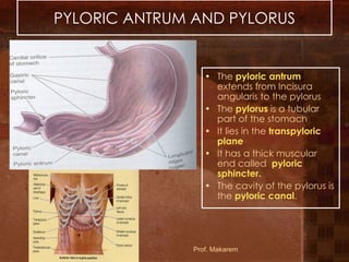 L1-GIT- Esophagus, stomach (11)546464.pdf | Thyroid Disorders ...