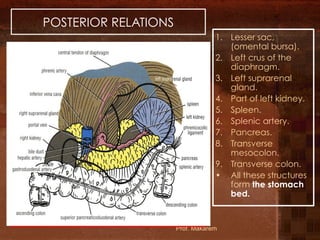 L1-GIT- Esophagus, stomach (11)546464.pdf