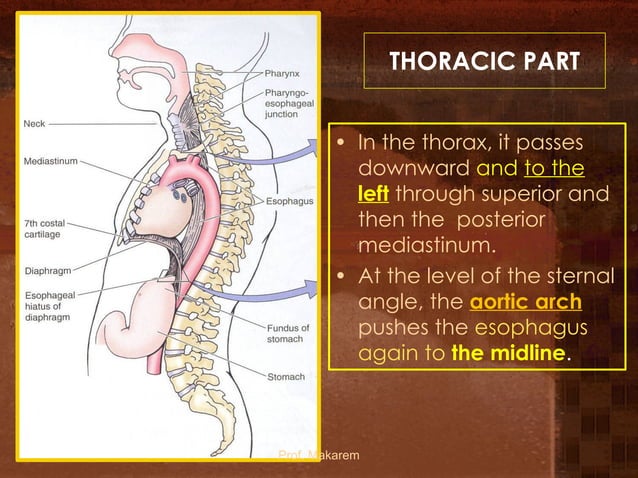 L1-GIT- Esophagus, stomach (11)546464.pdf | Thyroid Disorders | Endocrine and Metabolic Diseases