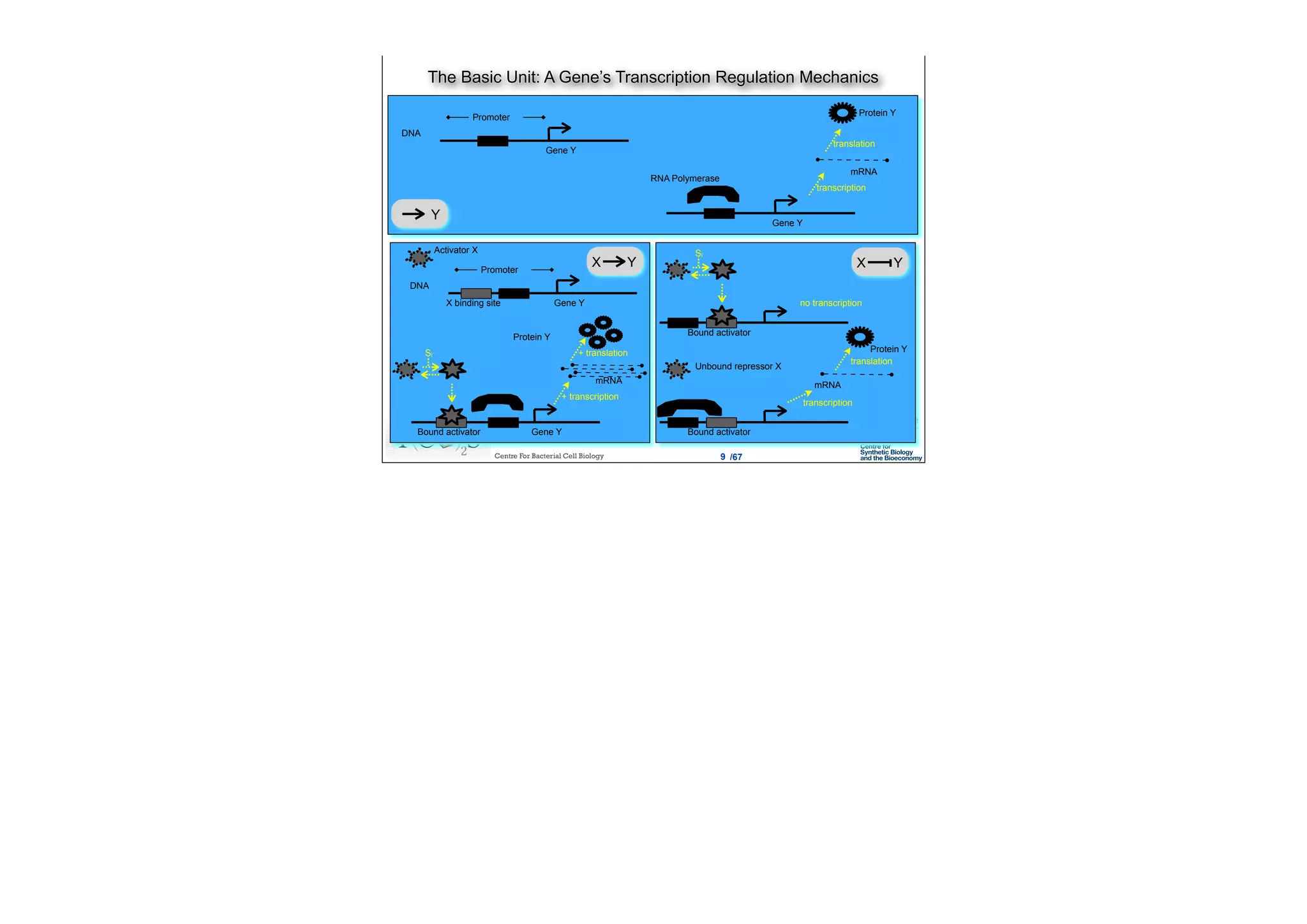 Introduction to biocomputing | PDF
