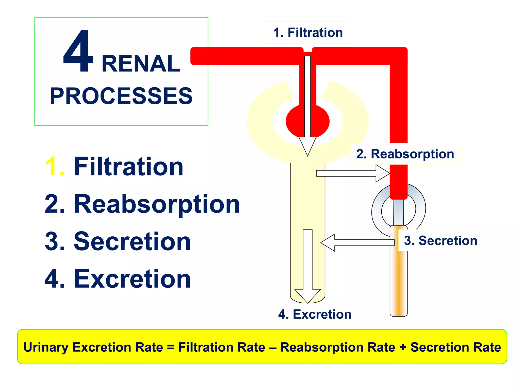 L1-Renal physiology 2018.ppt