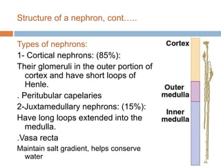 L1-Renal physiology 2018.ppt