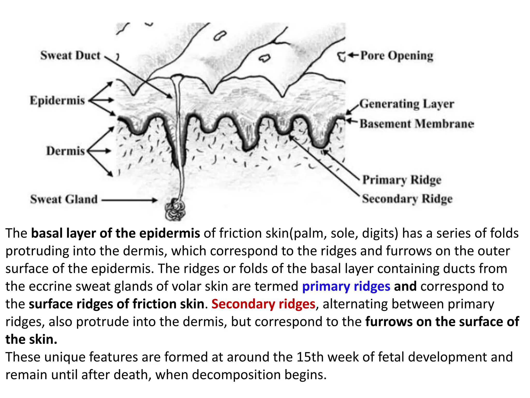 L1-SKIN-Science of Epidermis, Dermis and Subdemis(Histology and ...