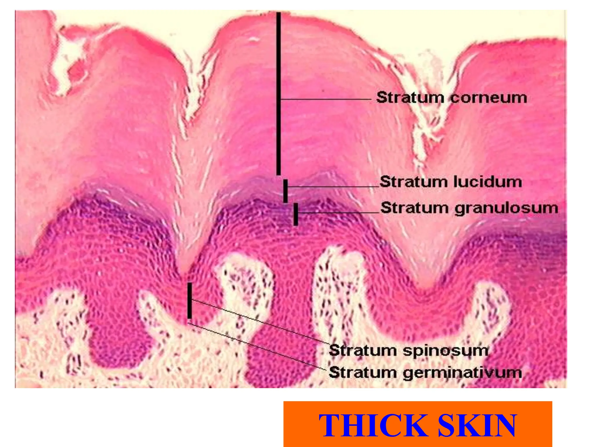 L1-SKIN-Science of Epidermis, Dermis and Subdemis(Histology and ...
