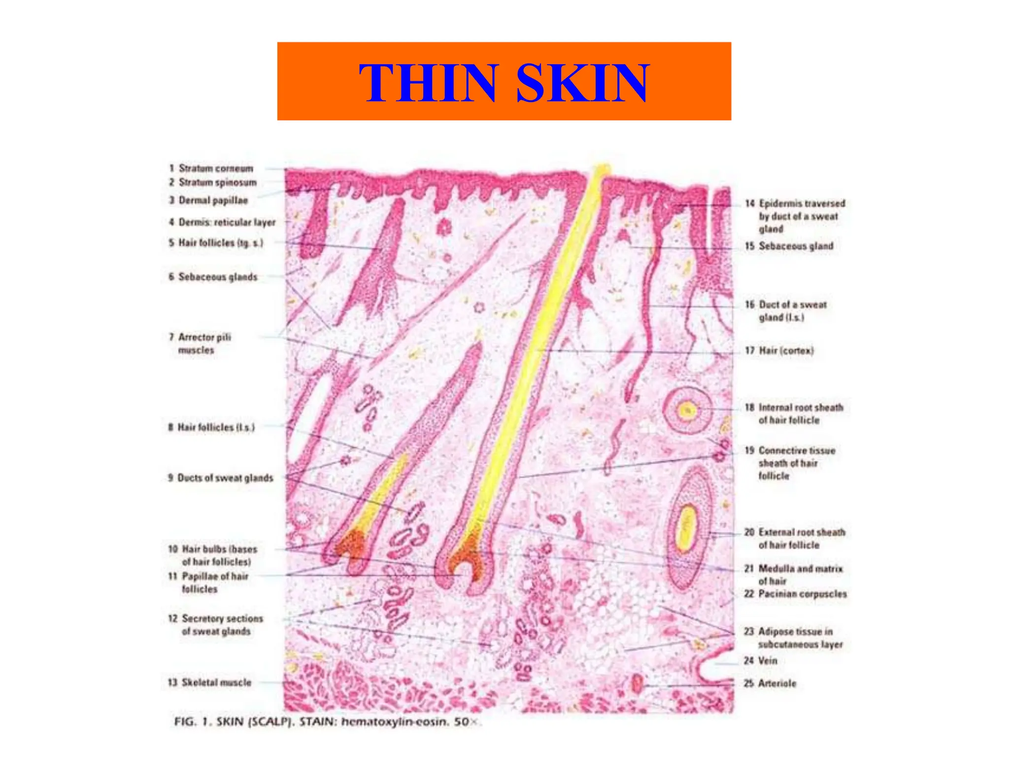 L1-SKIN-Science of Epidermis, Dermis and Subdemis(Histology and ...