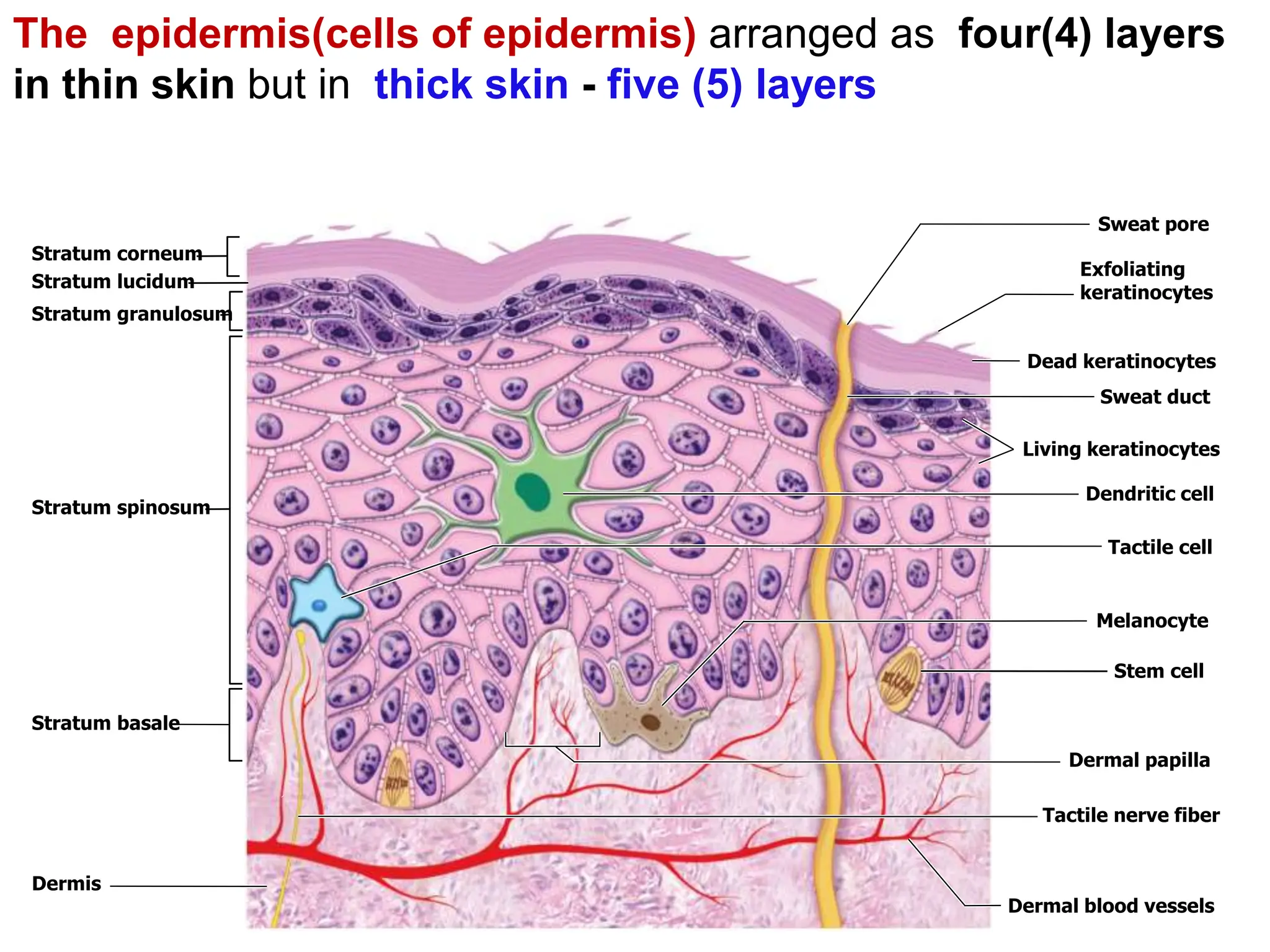 L1-SKIN-Science of Epidermis, Dermis and Subdemis(Histology and ...