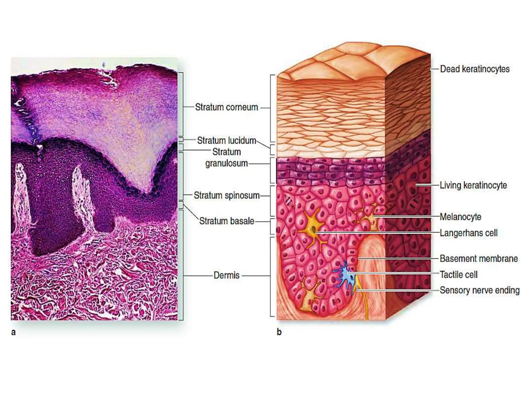 L1-SKIN-Science of Epidermis, Dermis and Subdemis(Histology and ...
