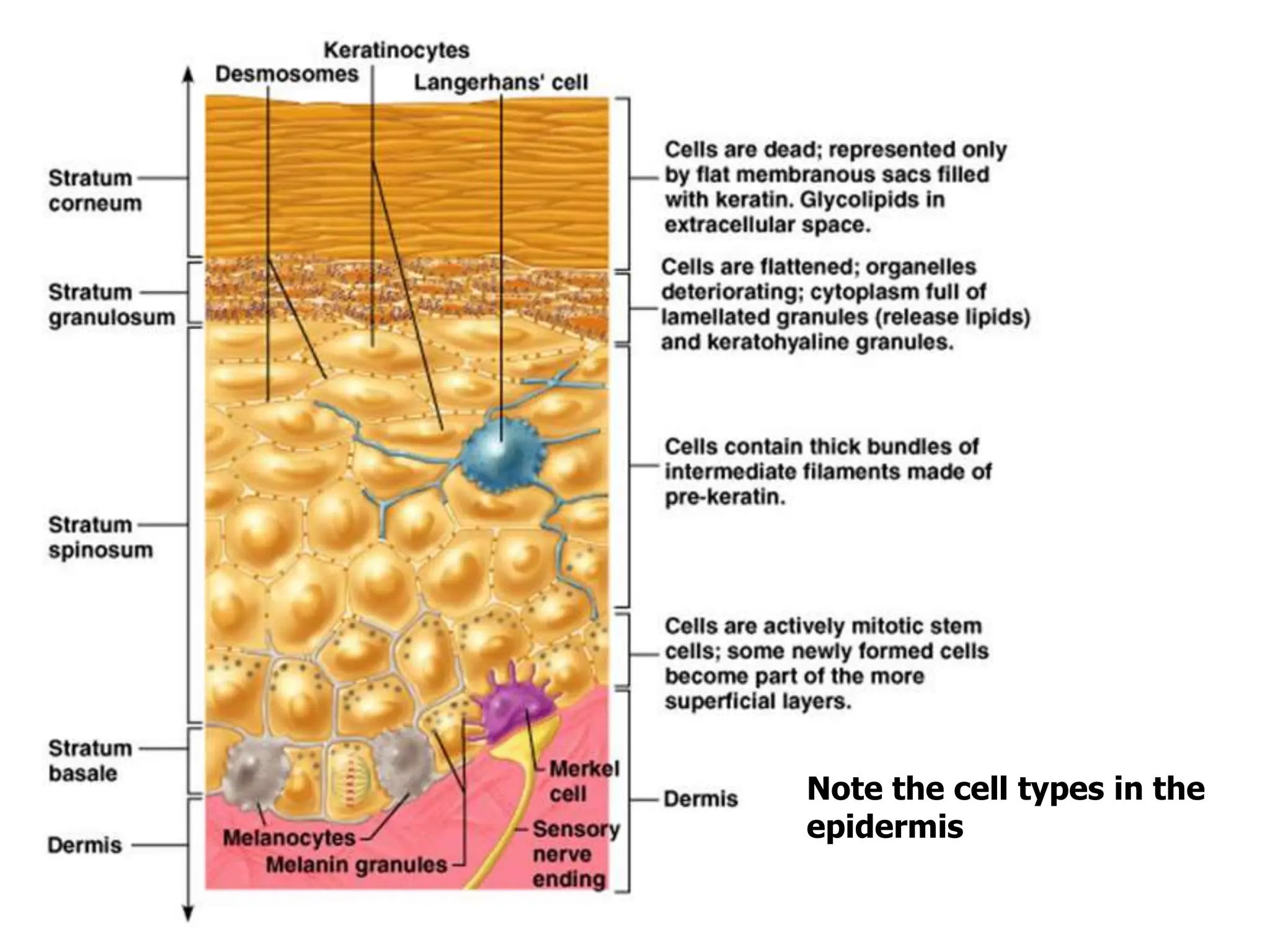 L1-SKIN-Science of Epidermis, Dermis and Subdemis(Histology and ...
