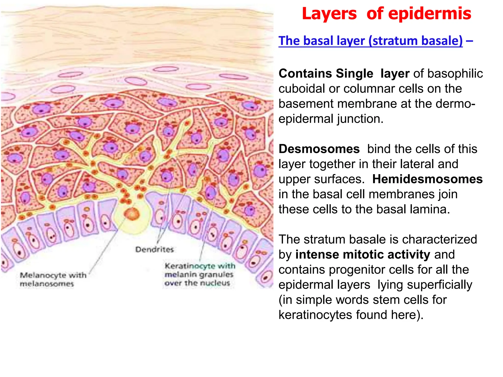 L1-SKIN-Science of Epidermis, Dermis and Subdemis(Histology and ...