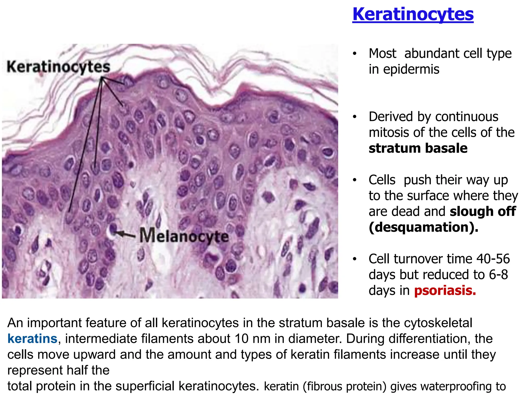 L1-SKIN-Science of Epidermis, Dermis and Subdemis(Histology and ...