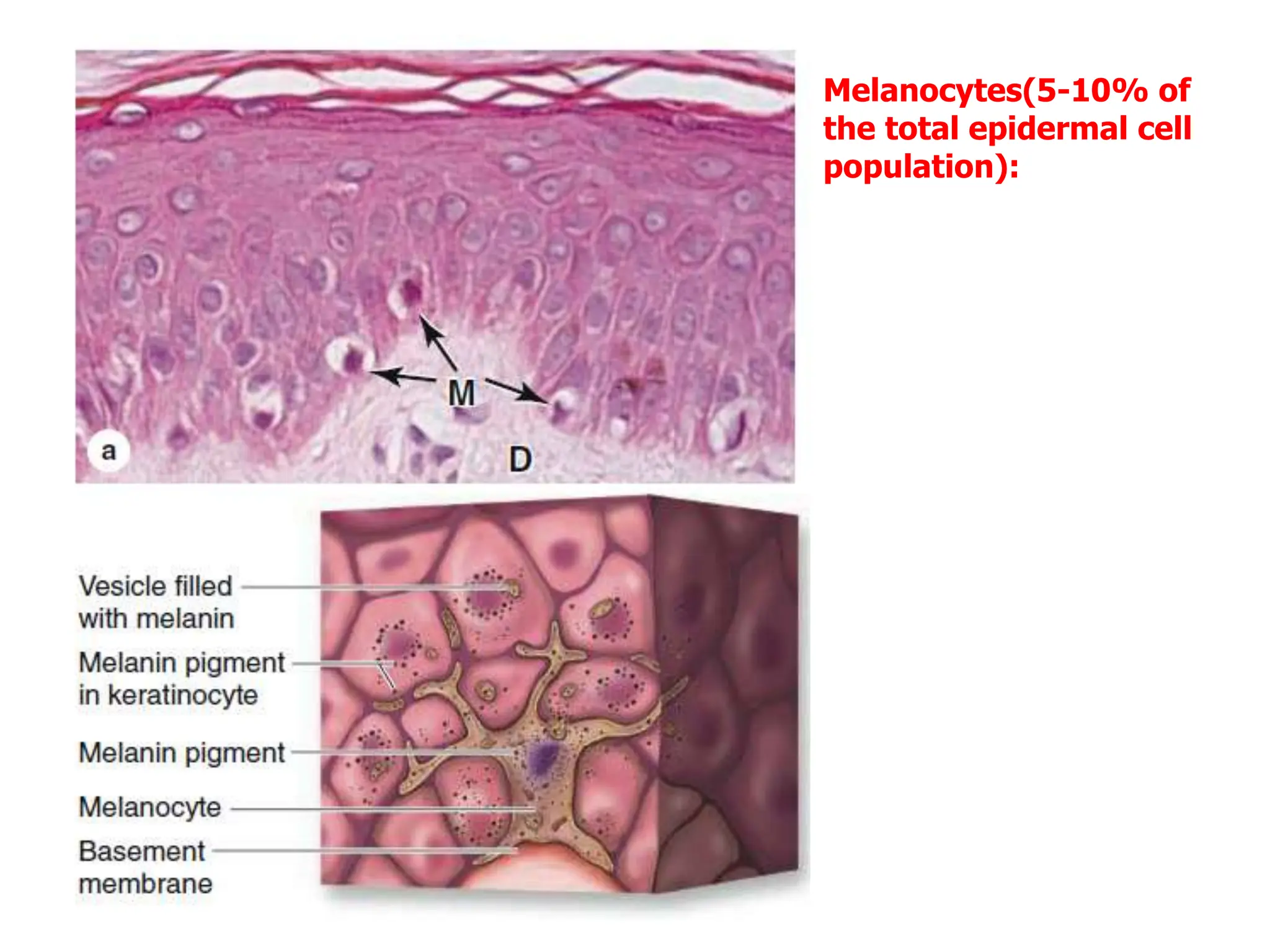 L1-SKIN-Science of Epidermis, Dermis and Subdemis(Histology and ...
