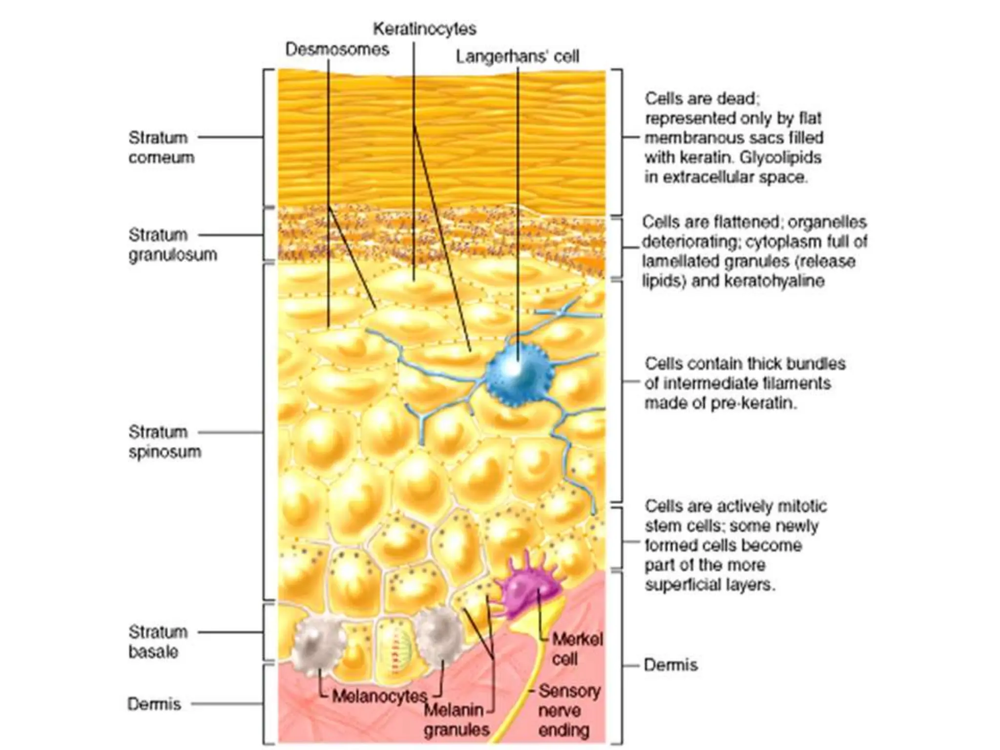 L1-SKIN-Science of Epidermis, Dermis and Subdemis(Histology and ...